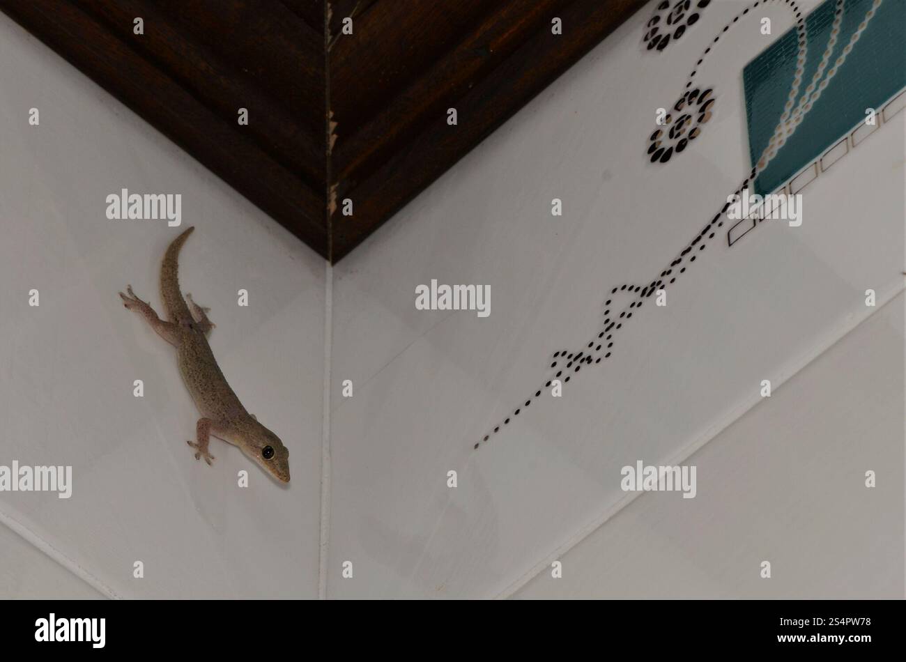 Asian House Gecko (Hemidactylus frenatus Stock Photo - Alamy