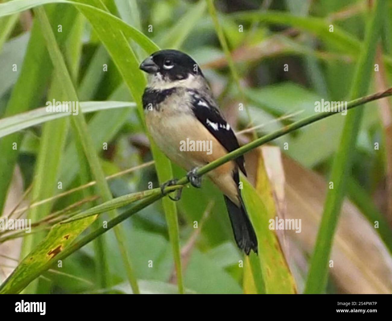 Morelet's Seedeater (Sporophila morelleti Stock Photo - Alamy