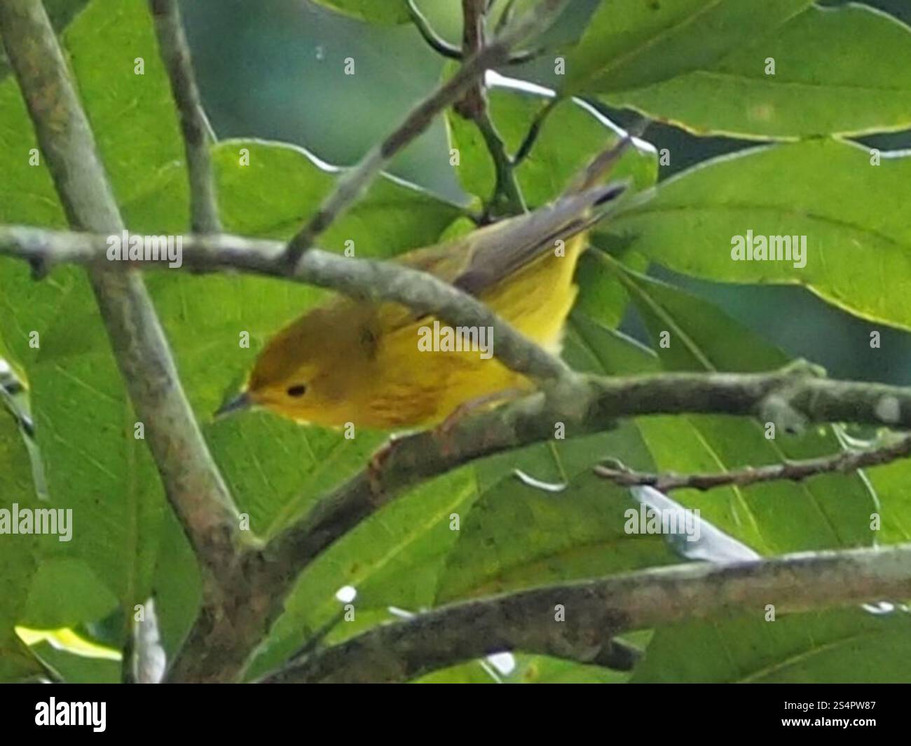 Yellow Warbler (Setophaga petechia Stock Photo - Alamy