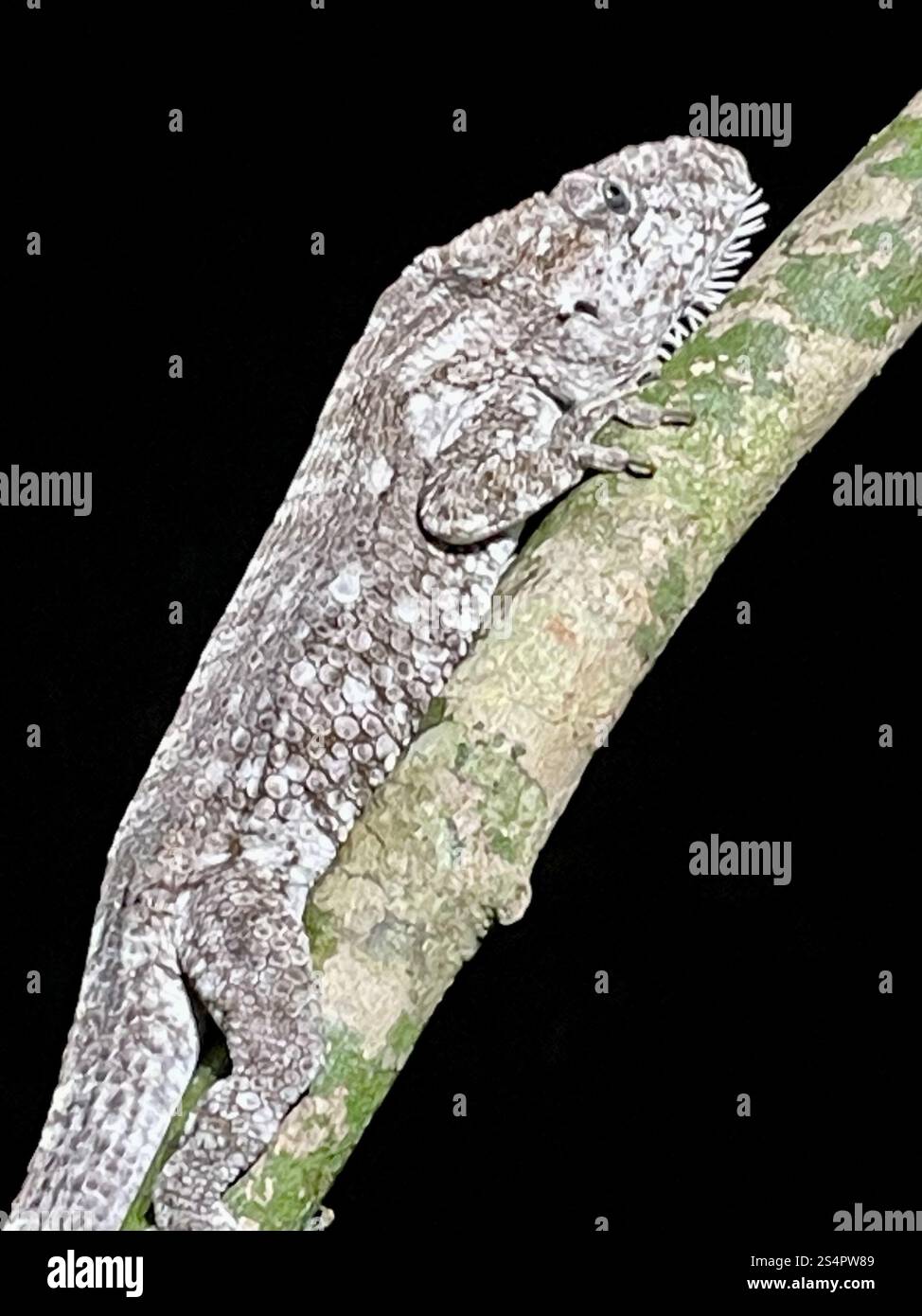 Western Bearded Anole (Anolis barbatus Stock Photo - Alamy