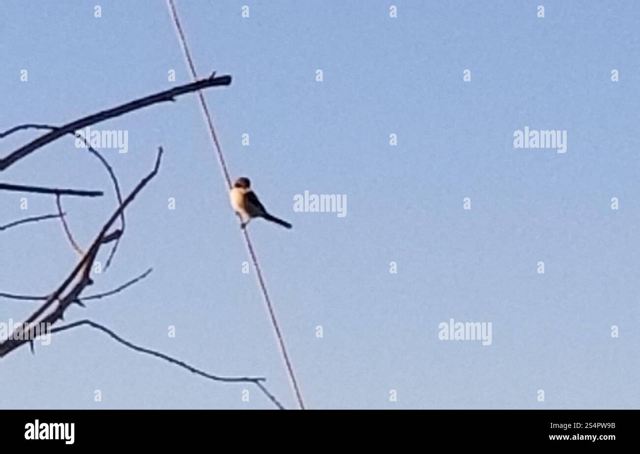 Loggerhead Shrike (Lanius ludovicianus Stock Photo - Alamy
