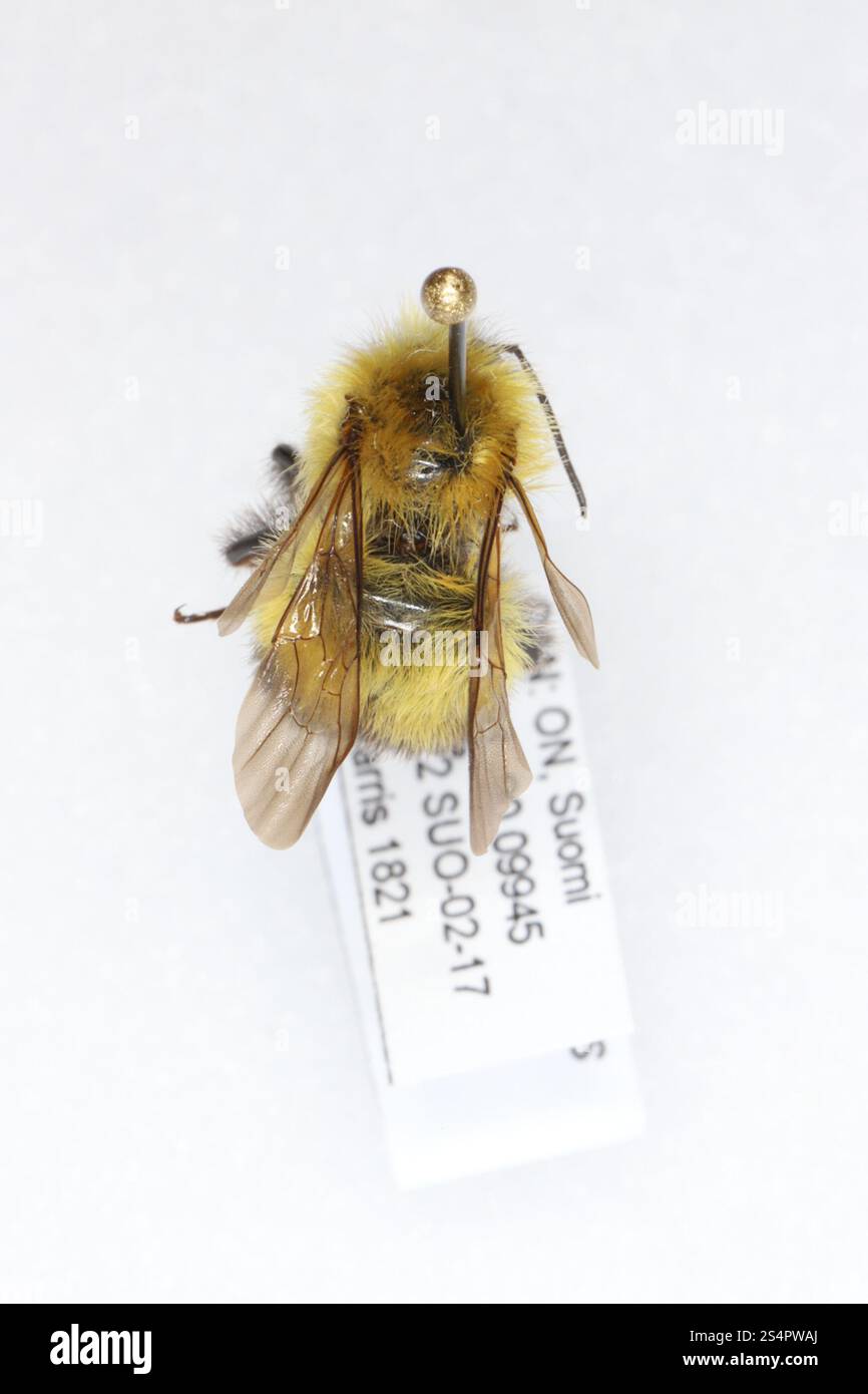 Perplexing Bumble Bee (Bombus perplexus Stock Photo - Alamy