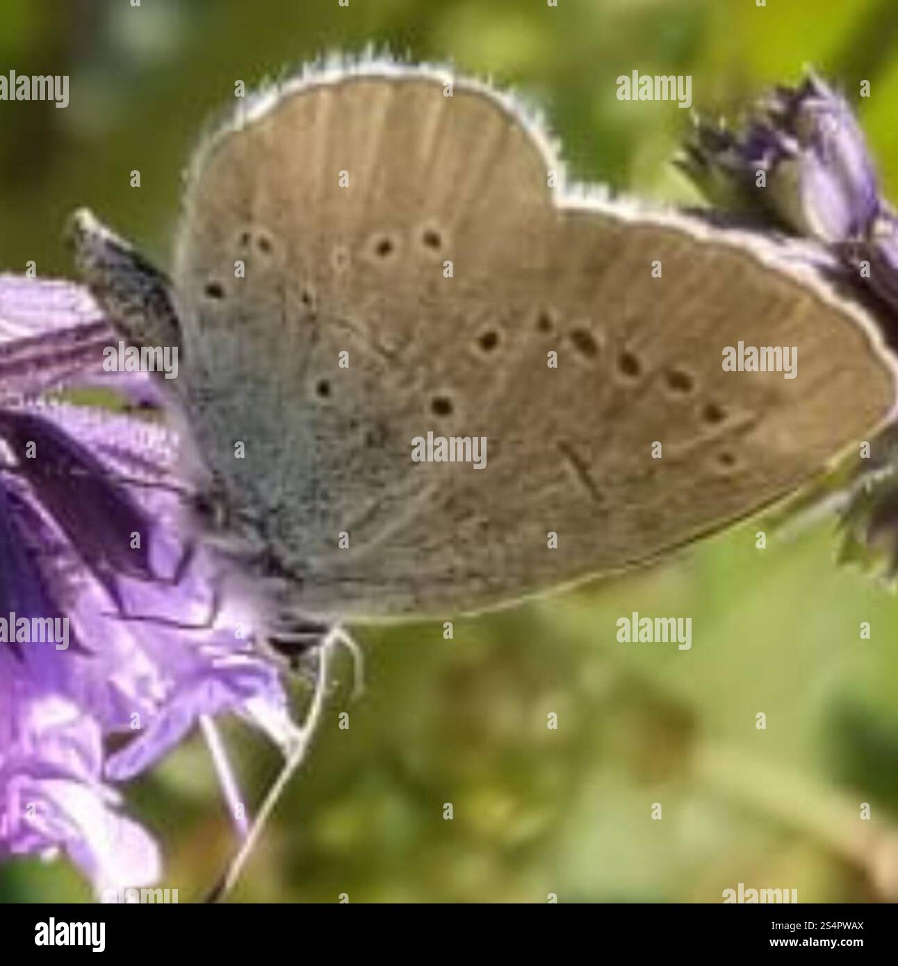 Osiris Blue (Cupido osiris Stock Photo - Alamy