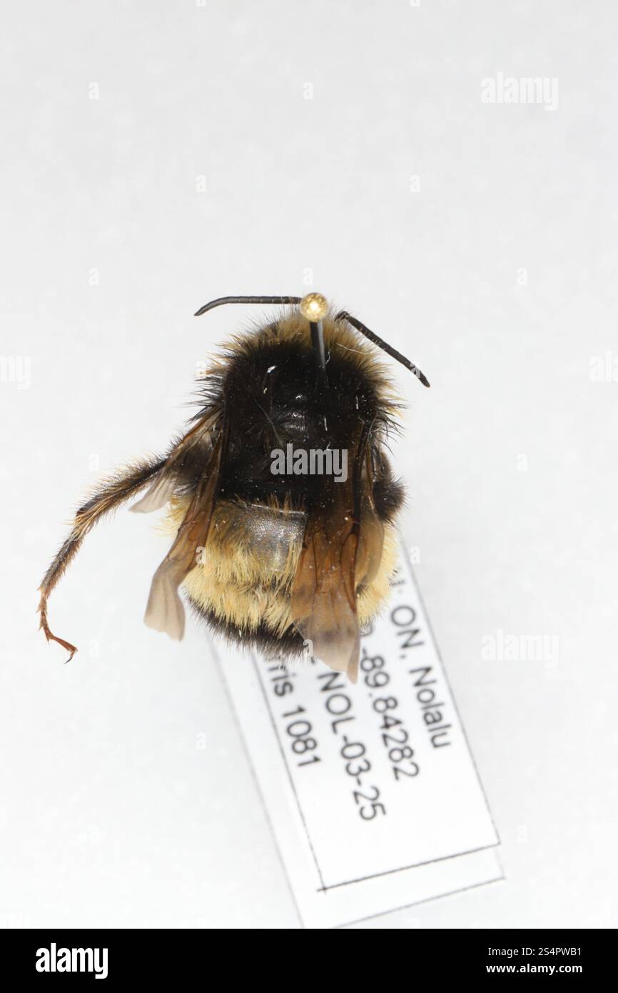 Yellow-banded Bumble Bee (Bombus terricola Stock Photo - Alamy