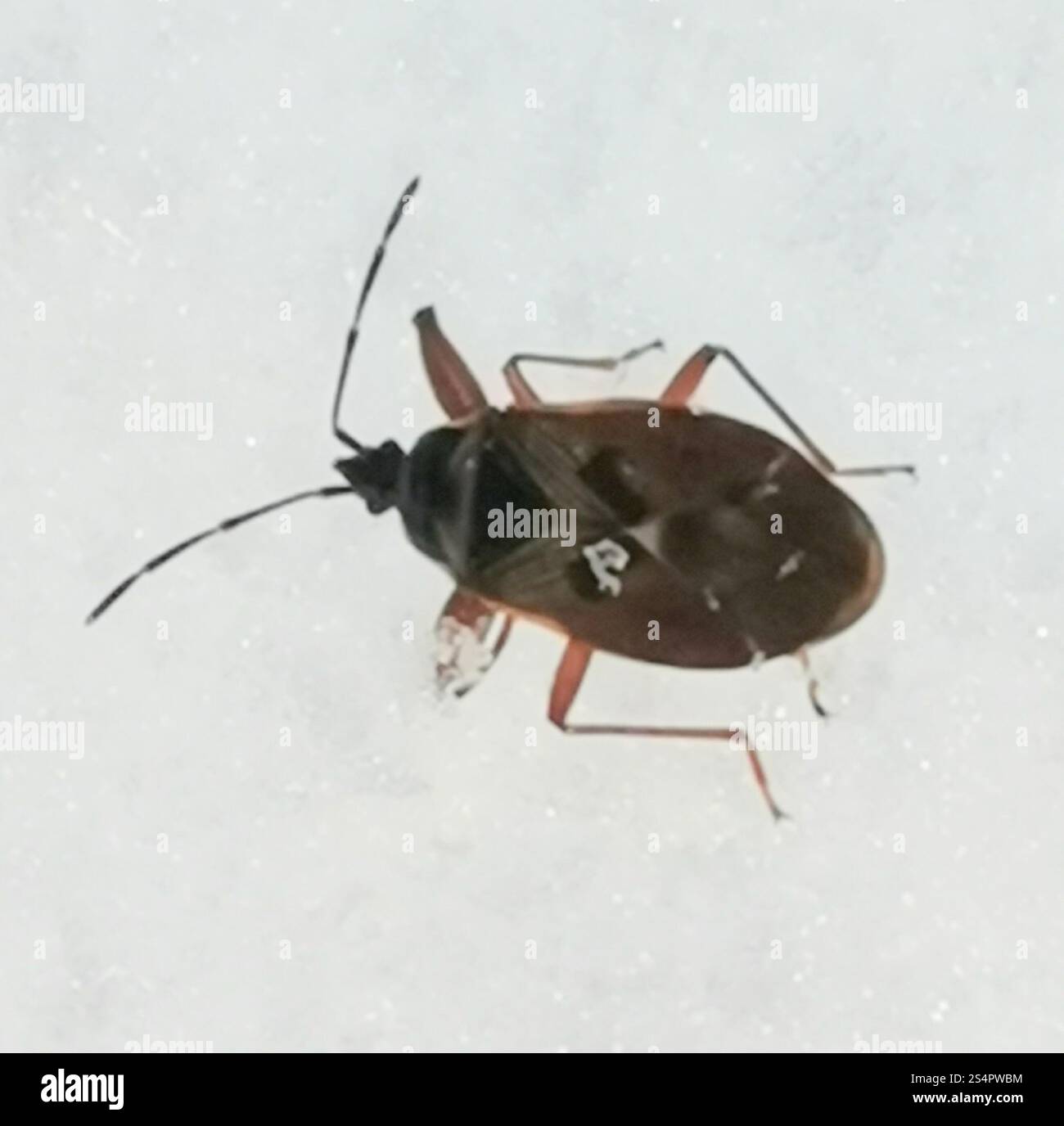 Spruce Cone Bug (Gastrodes abietum Stock Photo - Alamy