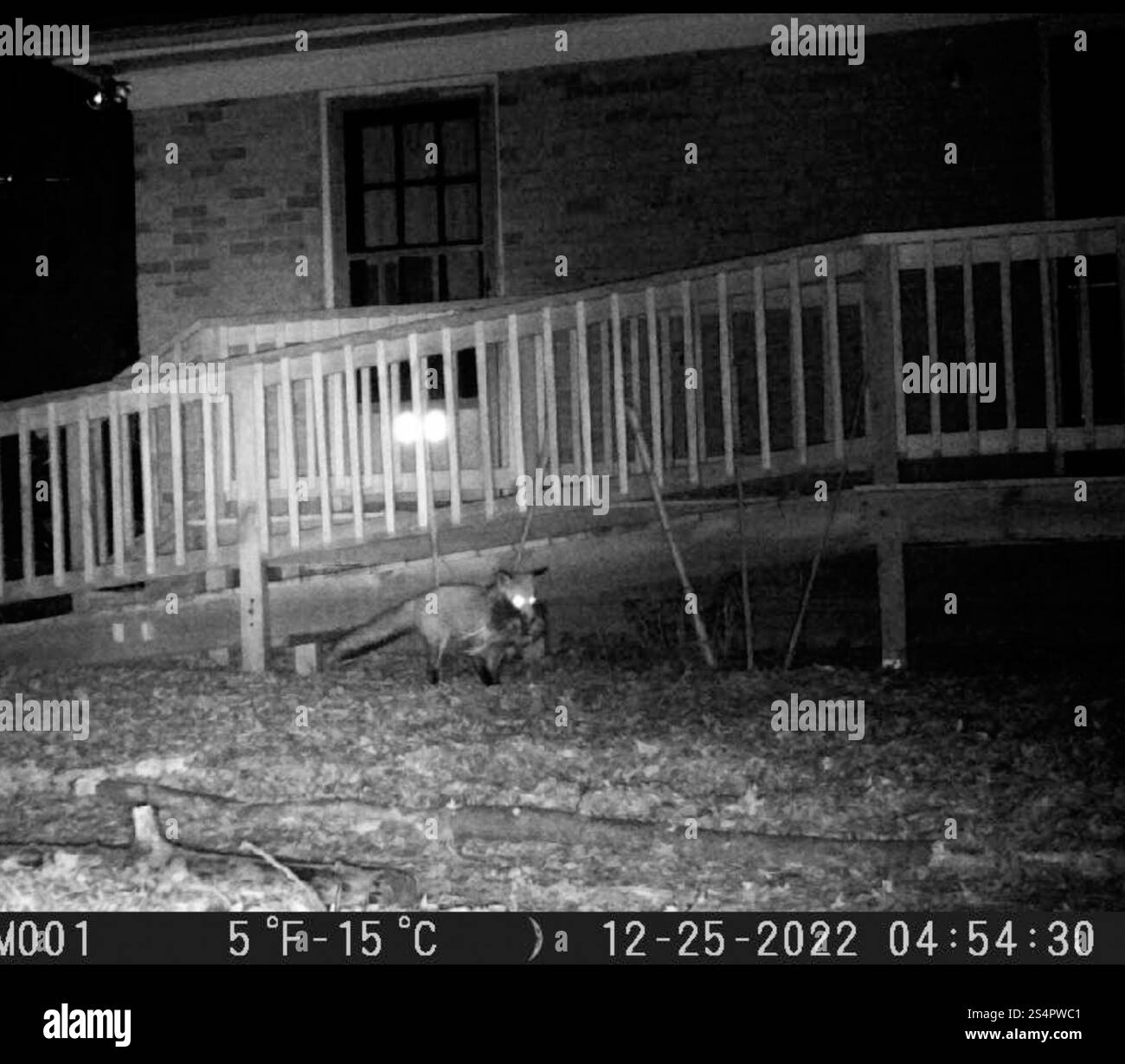 Eastern American Red Fox (Vulpes vulpes fulvus Stock Photo - Alamy