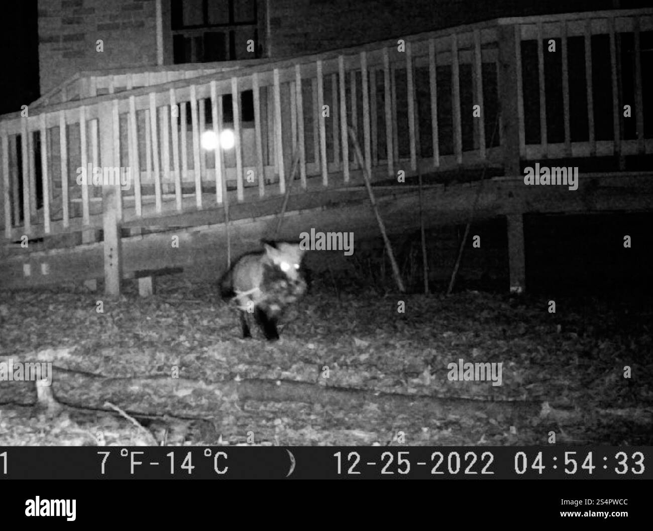 Eastern American Red Fox (Vulpes vulpes fulvus Stock Photo - Alamy