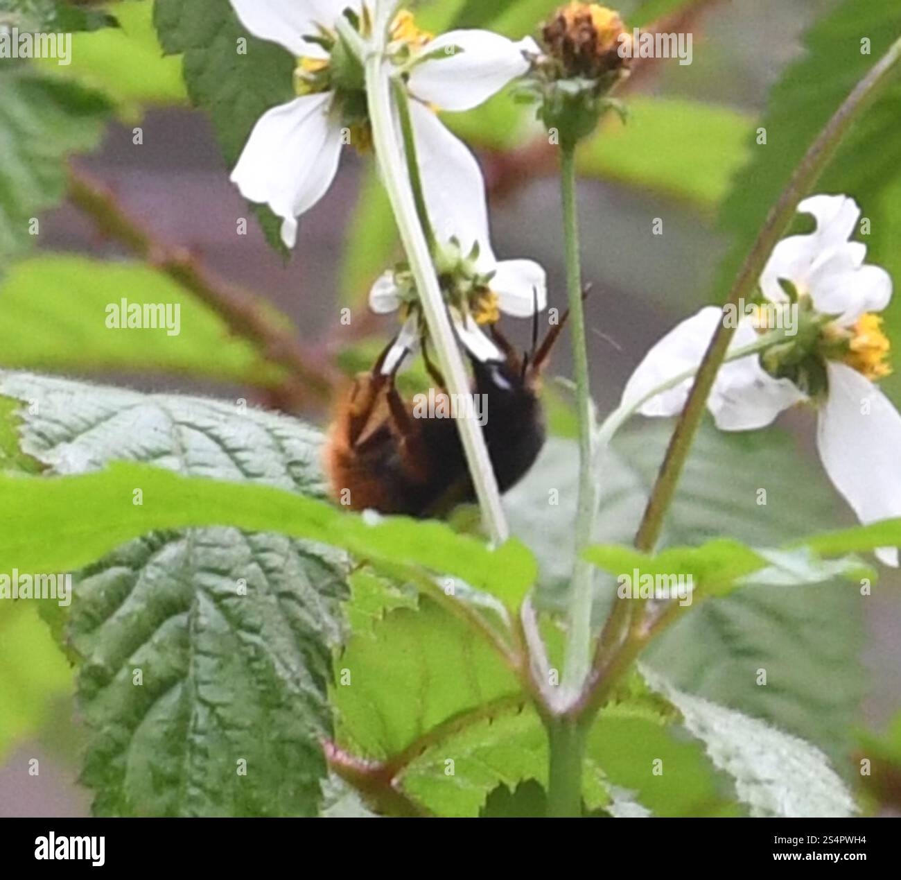 Orange-legged Bumble Bee (Bombus eximius Stock Photo - Alamy