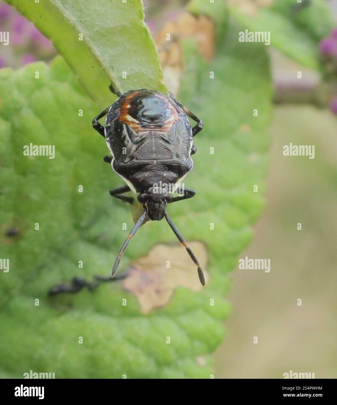 Schellenberg's soldier bug (Oechalia schellenbergii Stock Photo - Alamy