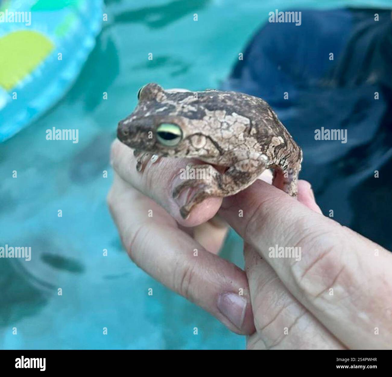Banana Tree Dwelling Frog (Boana platanera Stock Photo - Alamy