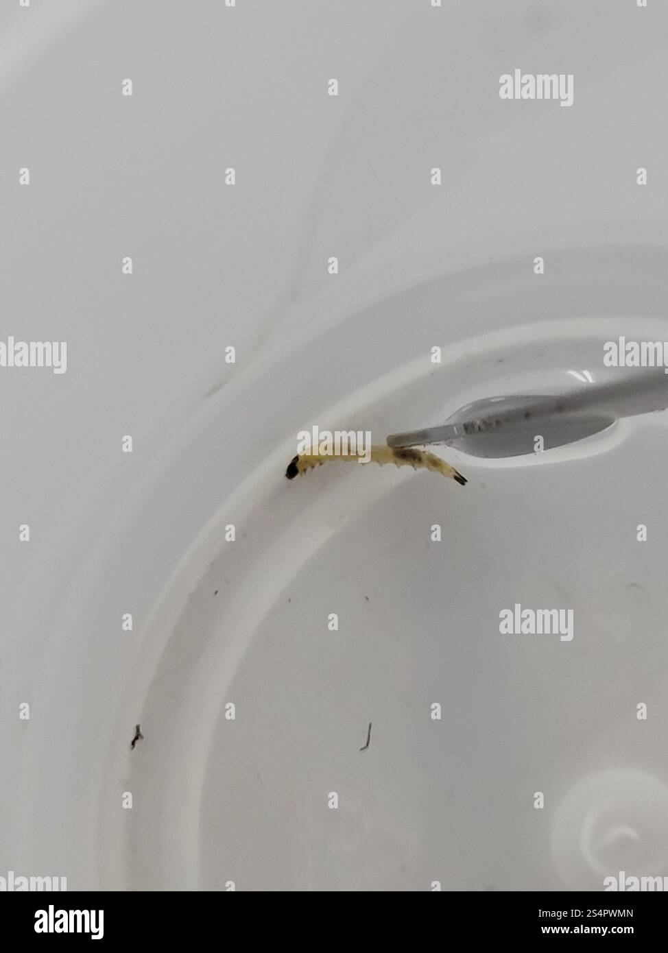 Blueberry Tip Borer Moth (Hendecaneura shawiana Stock Photo - Alamy