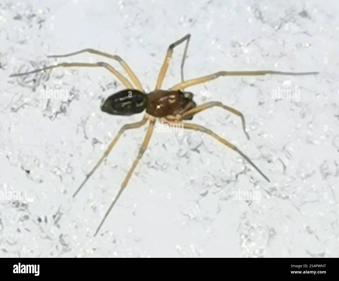 Sheetweb and Dwarf Weavers (Linyphiidae Stock Photo - Alamy