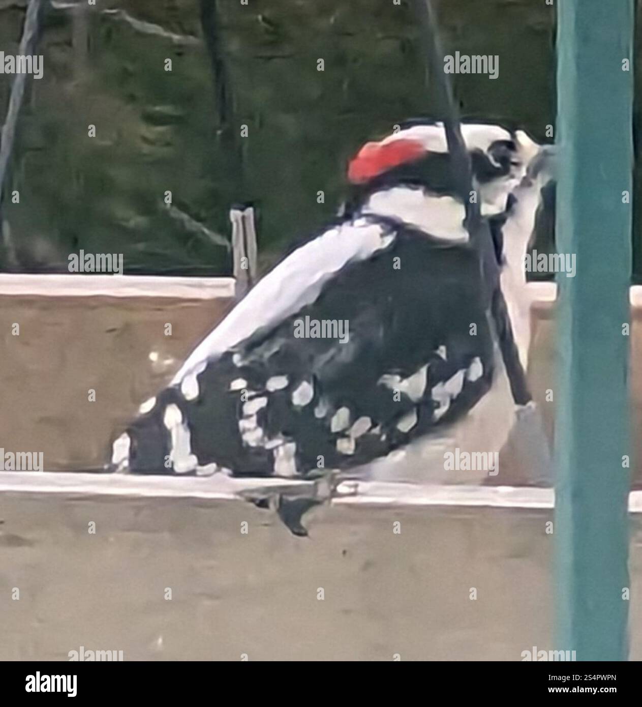 Dryobates Woodpeckers (Dryobates Stock Photo - Alamy