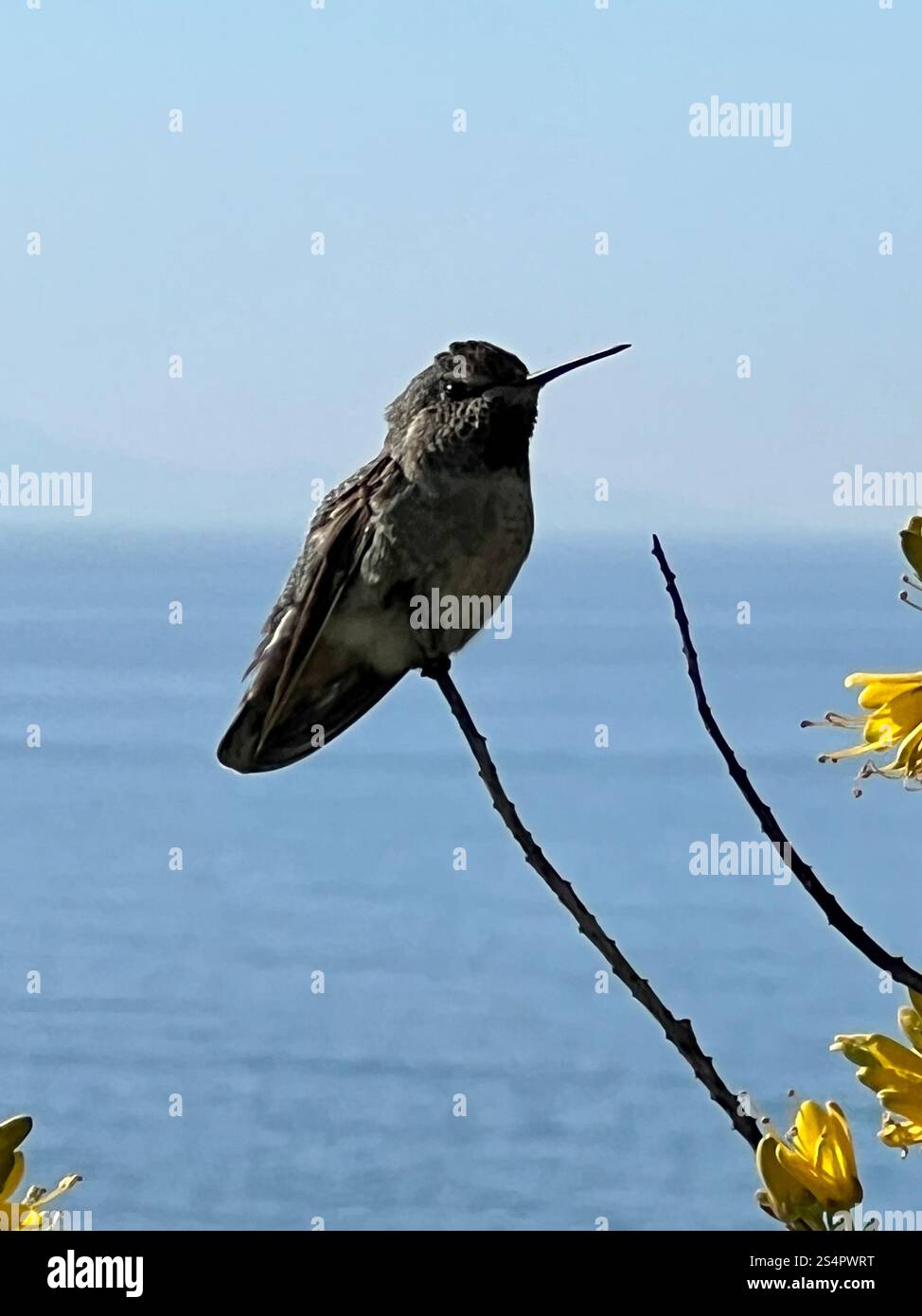 Anna's Hummingbird (Calypte anna Stock Photo - Alamy