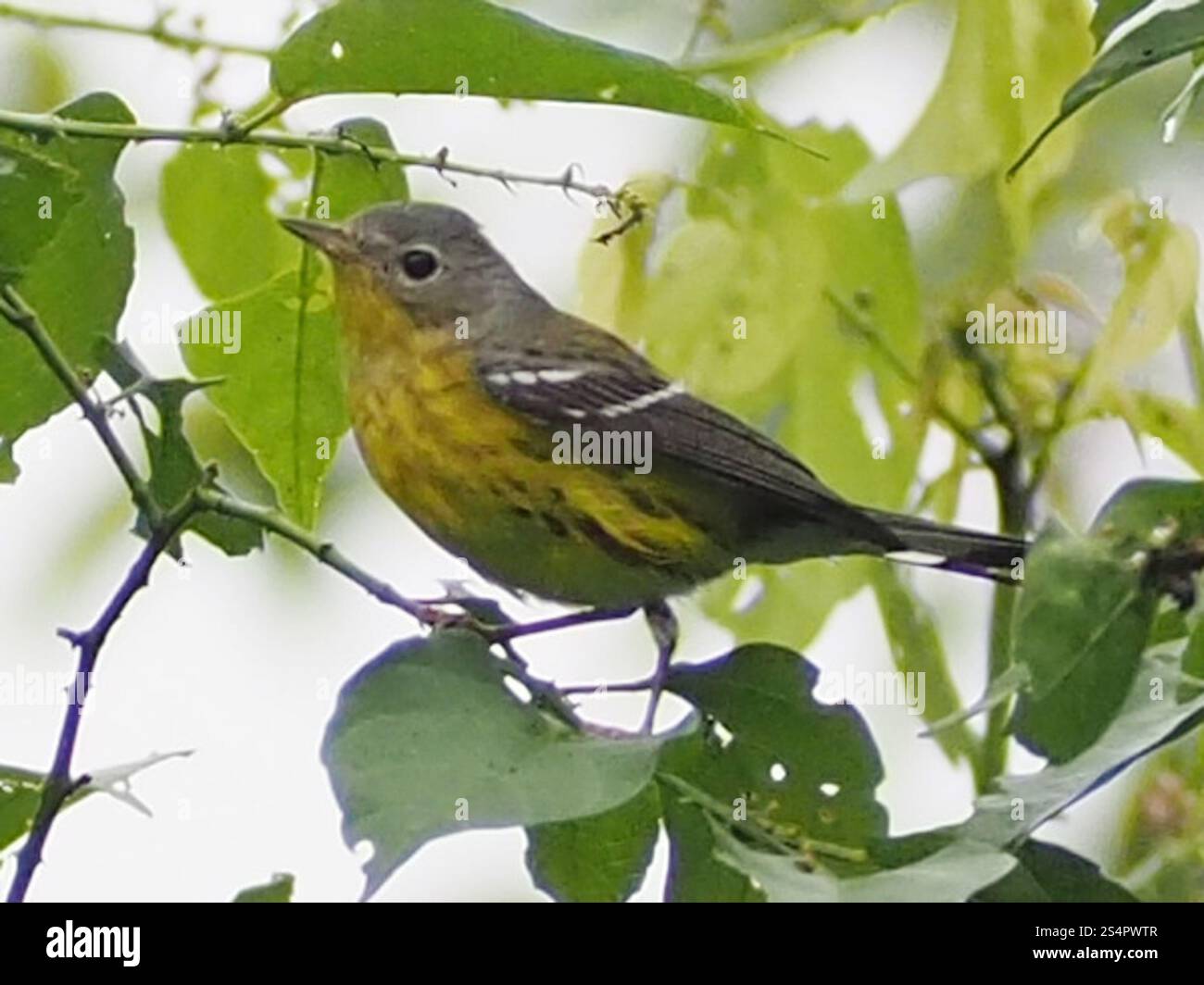 Magnolia Warbler (Setophaga magnolia Stock Photo - Alamy
