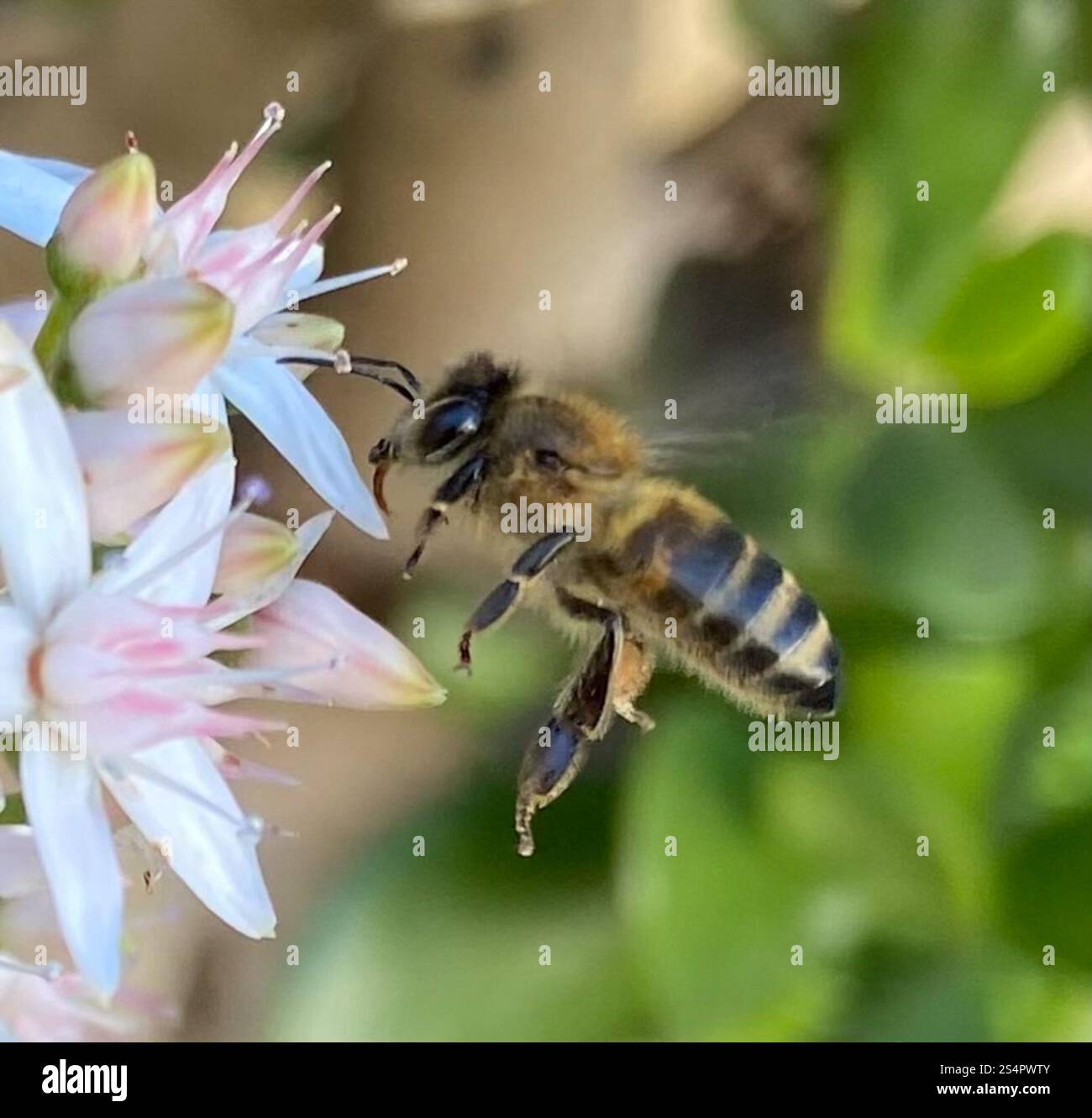 Western Honey Bee (Apis mellifera Stock Photo - Alamy