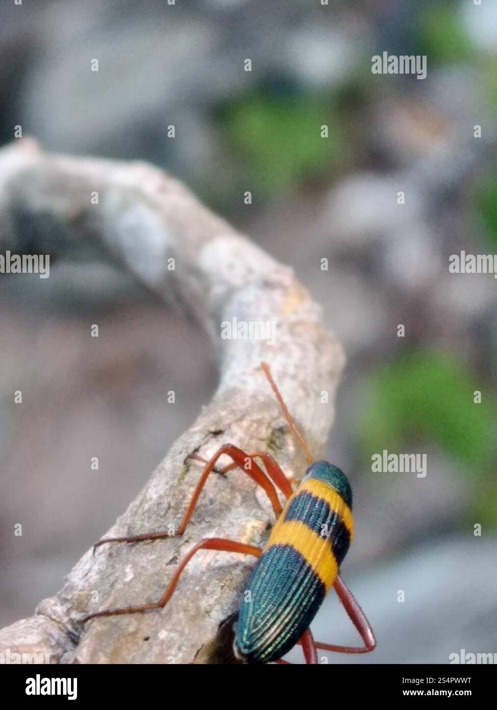 Strongylium hi-res stock photography and images - Alamy