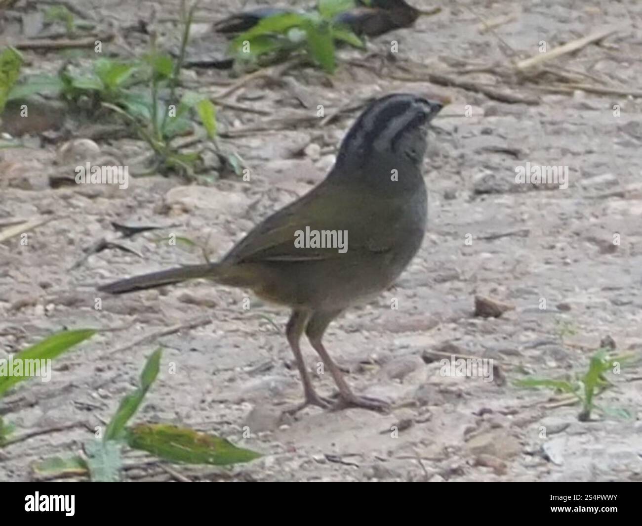 Green-backed Sparrow (Arremonops chloronotus Stock Photo - Alamy