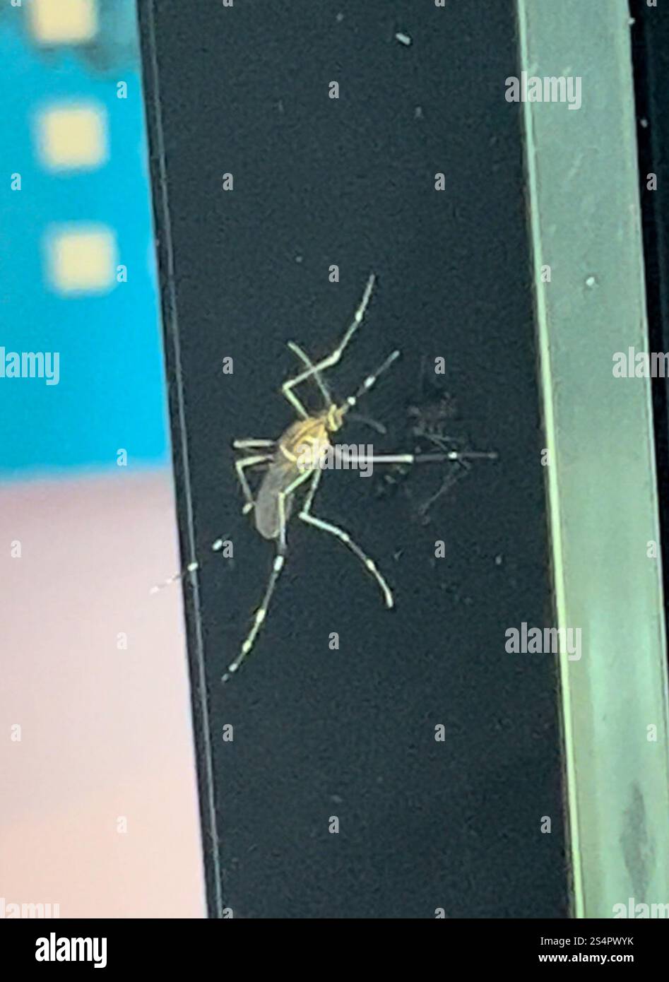 Striped Mosquito (Aedes notoscriptus Stock Photo - Alamy