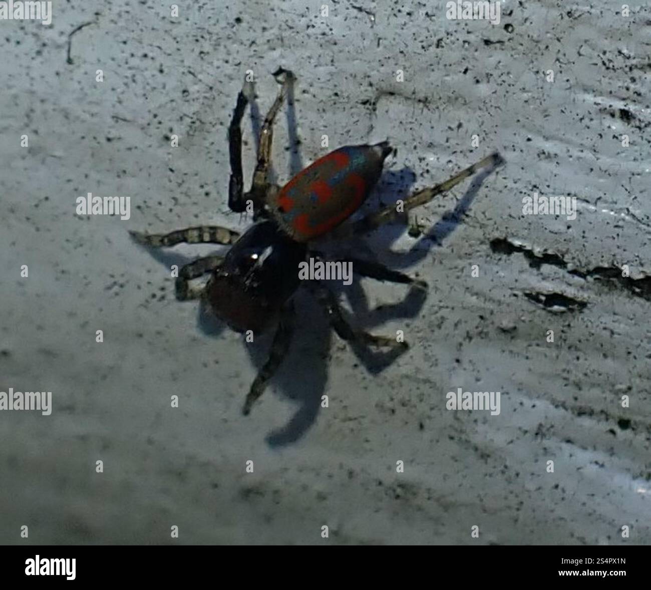 Common Peacock Spider (Maratus pavonis Stock Photo - Alamy