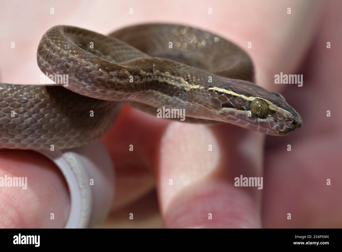 Cape House Snake (Boaedon capensis Stock Photo - Alamy
