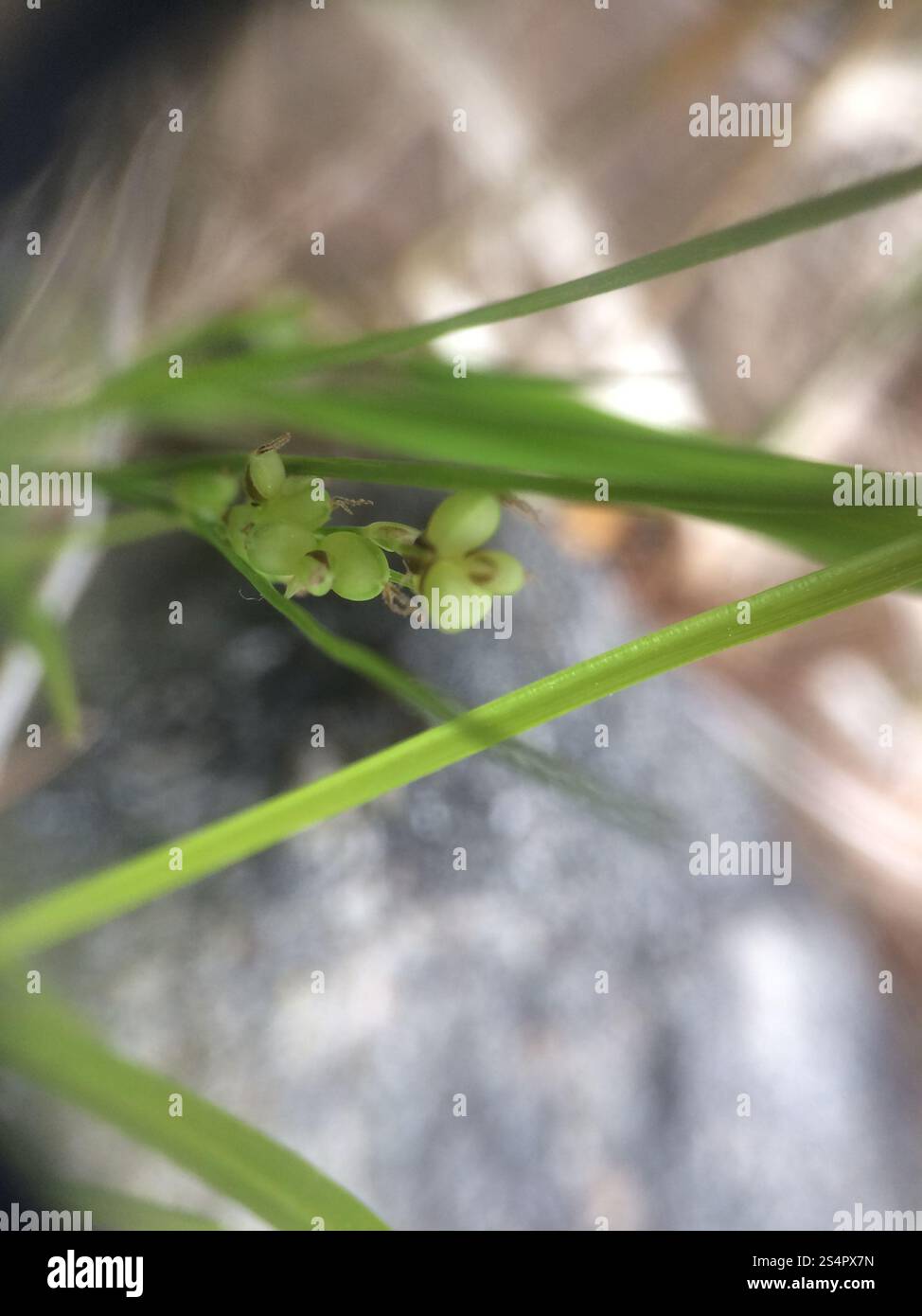 golden sedge (Carex aurea Stock Photo - Alamy