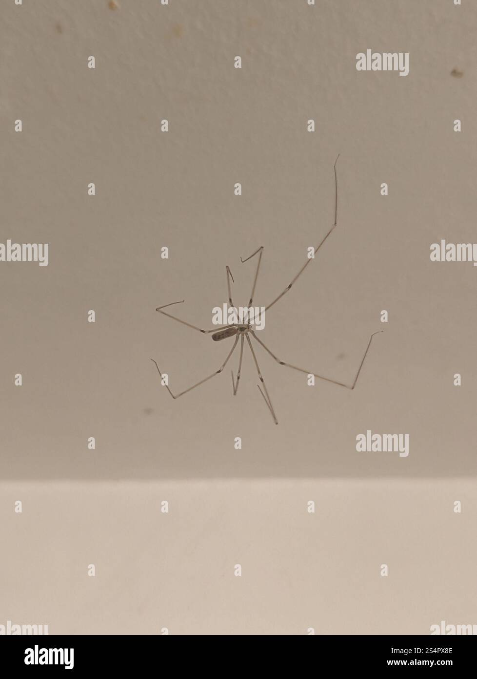 Long-bodied Cellar Spider (Pholcus phalangioides Stock Photo - Alamy