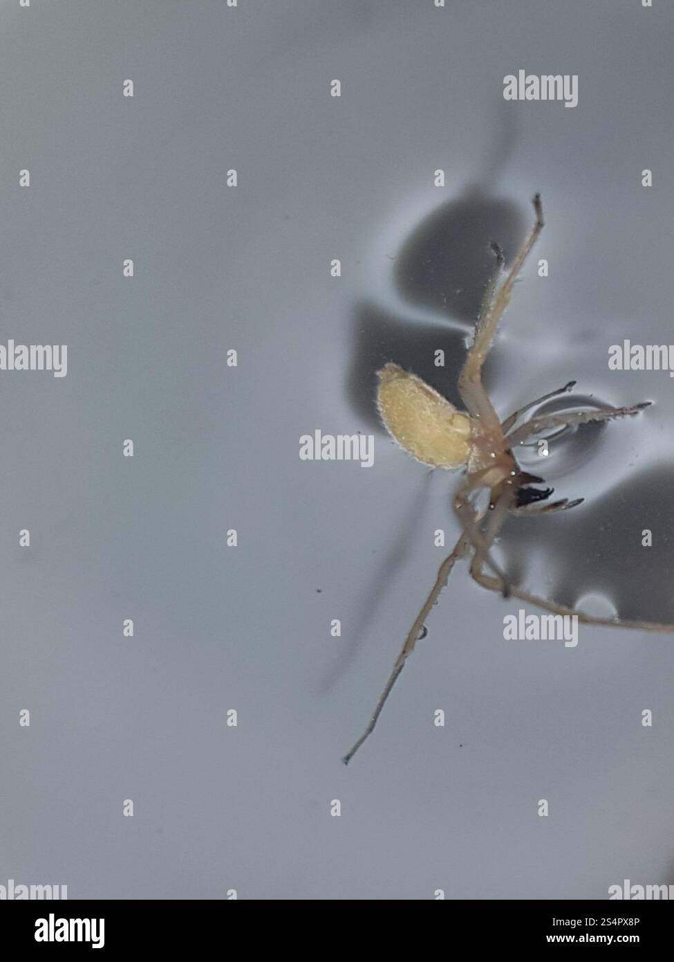 Agrarian Sac Spider (Cheiracanthium inclusum Stock Photo - Alamy