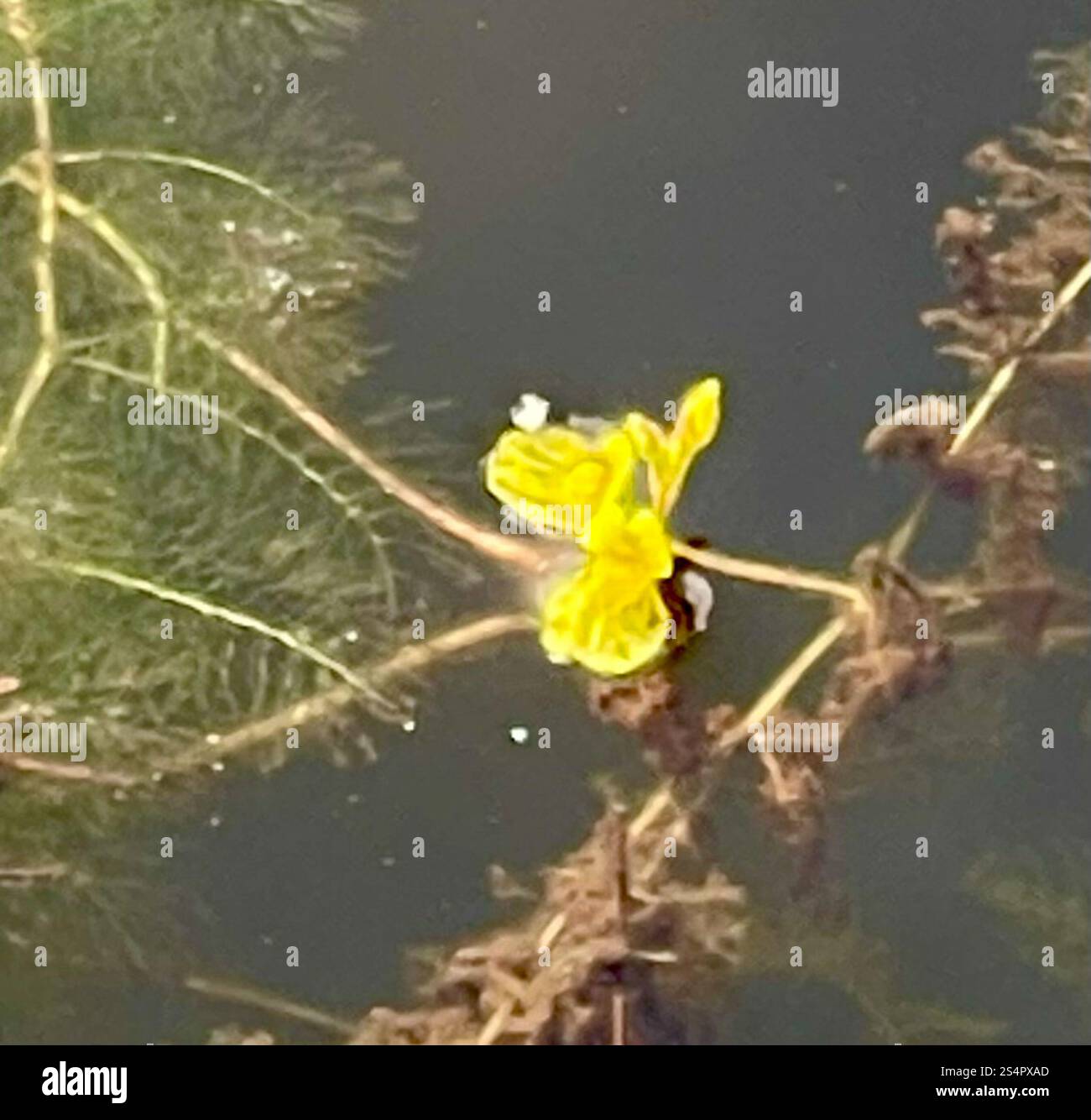 Golden Bladderwort (Utricularia aurea Stock Photo - Alamy