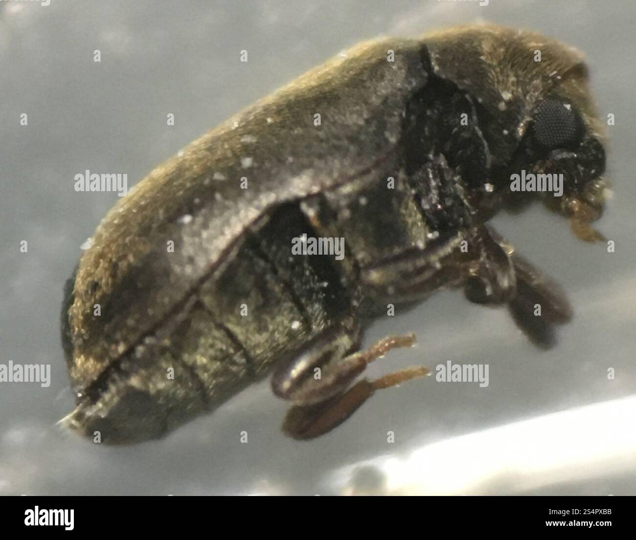 Deathwatch, Spider, and Wood-borer Beetles (Ptinidae Stock Photo - Alamy