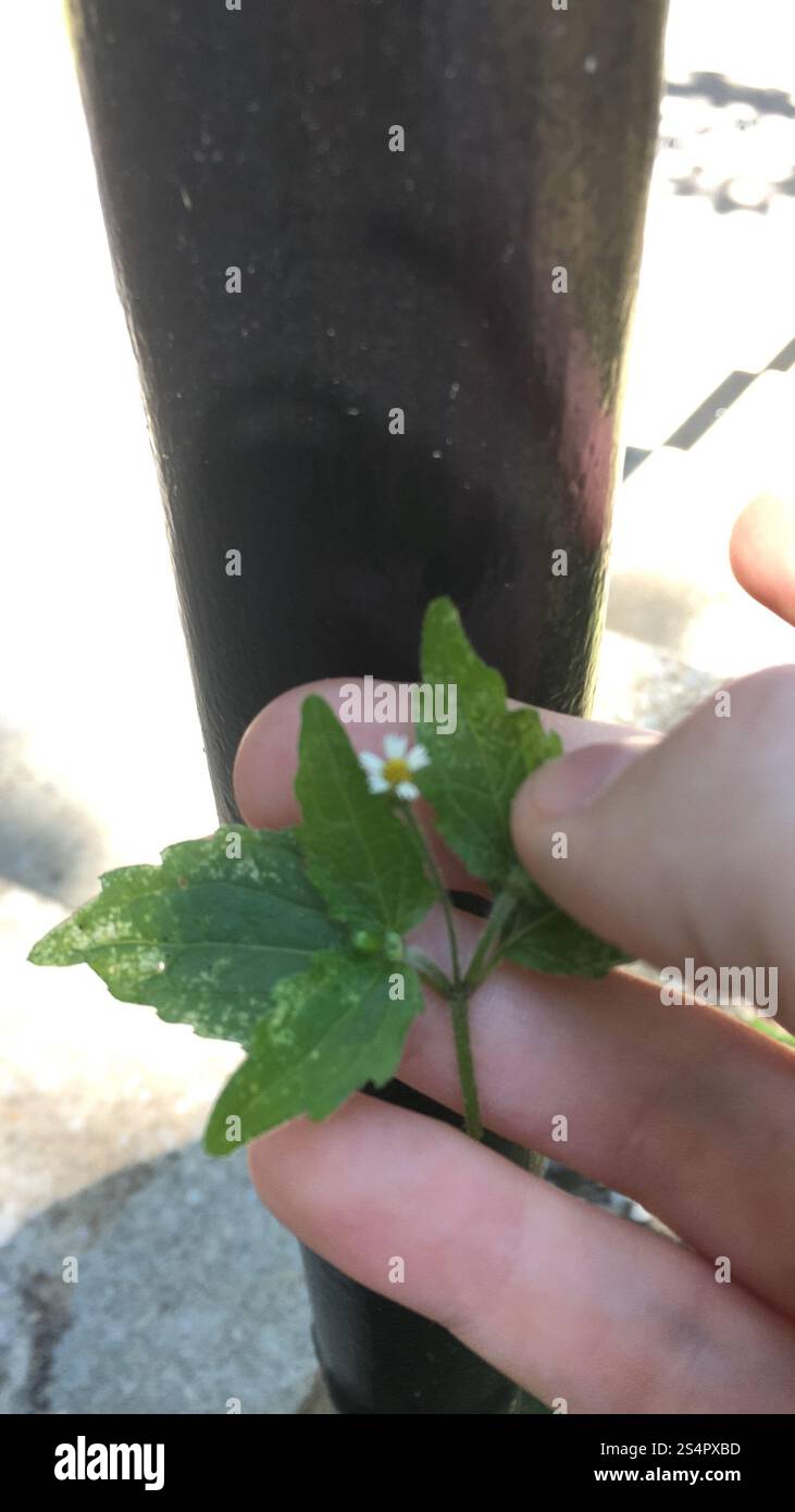 Gallant Soldier (Galinsoga parviflora Stock Photo - Alamy