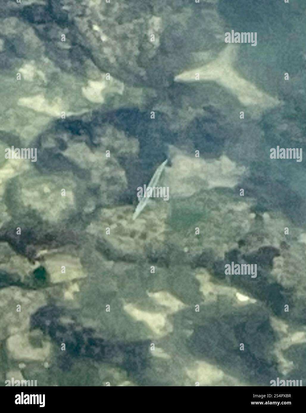 Houndfish (Tylosurus crocodilus Stock Photo - Alamy