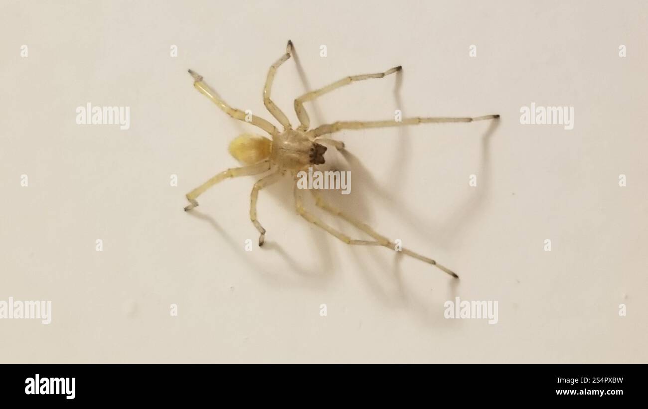 Northern Yellow Sac Spider (Cheiracanthium mildei Stock Photo - Alamy