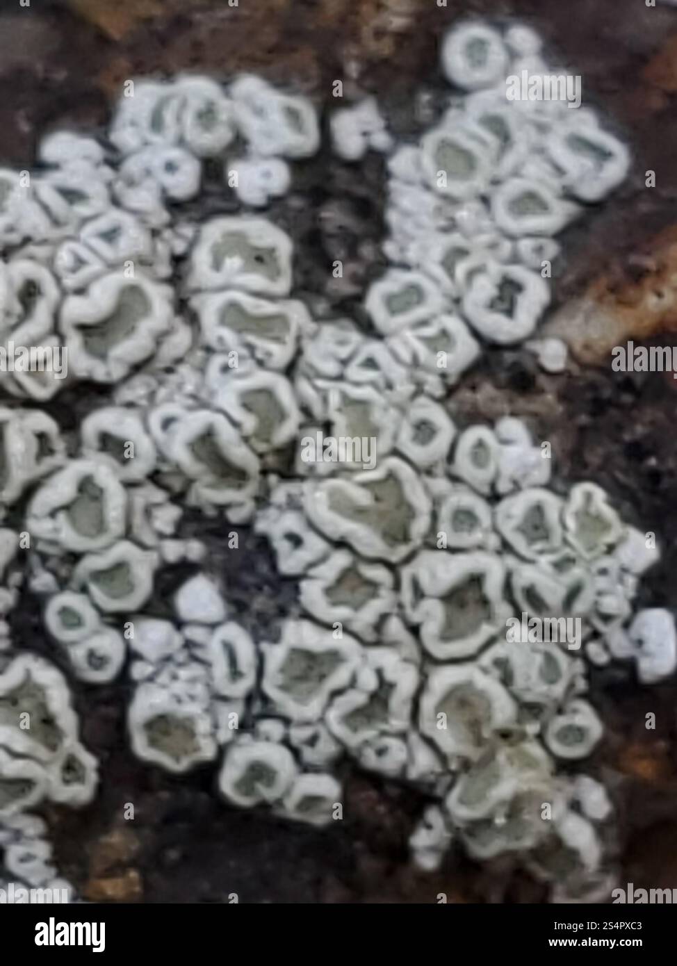 rim lichens, disc lichens, and allies (Lecanoraceae Stock Photo - Alamy
