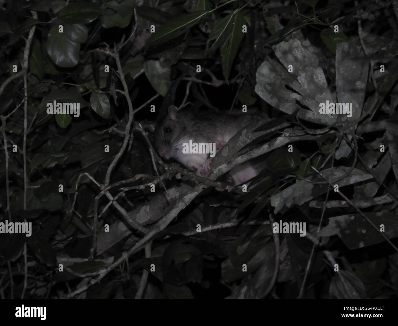 White-tailed Giant Rat (Uromys caudimaculatus Stock Photo - Alamy