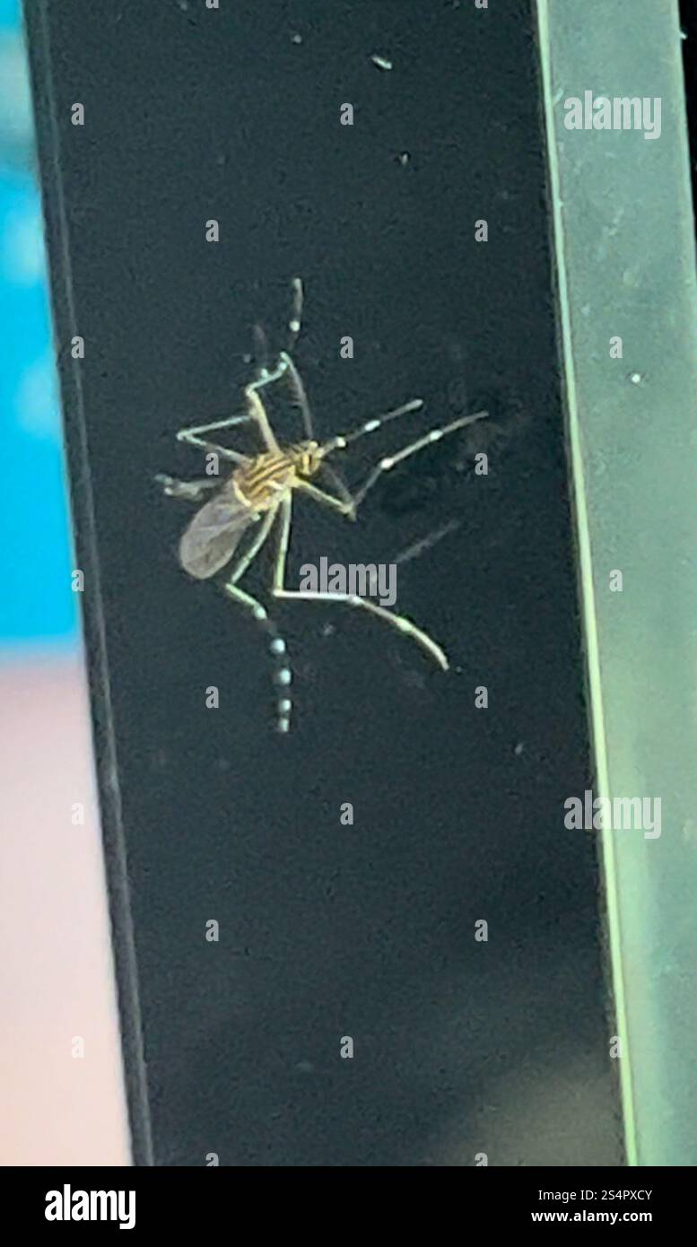 Striped Mosquito (Aedes notoscriptus Stock Photo - Alamy