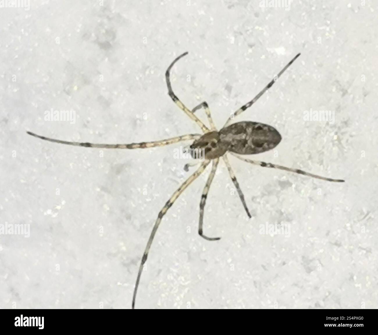 Blunt Stretch Spider (Tetragnatha obtusa Stock Photo - Alamy