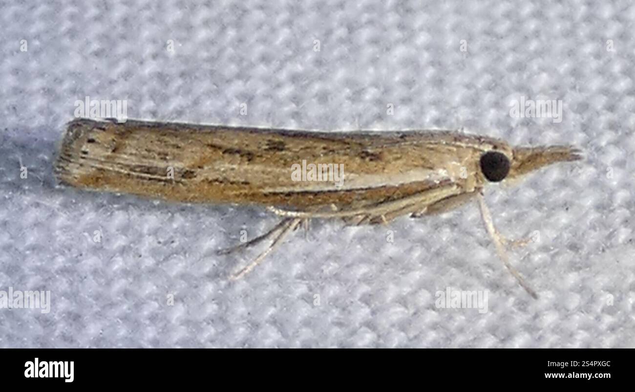Carpet-grass Webworm Moth (Fissicrambus haytiellus Stock Photo - Alamy