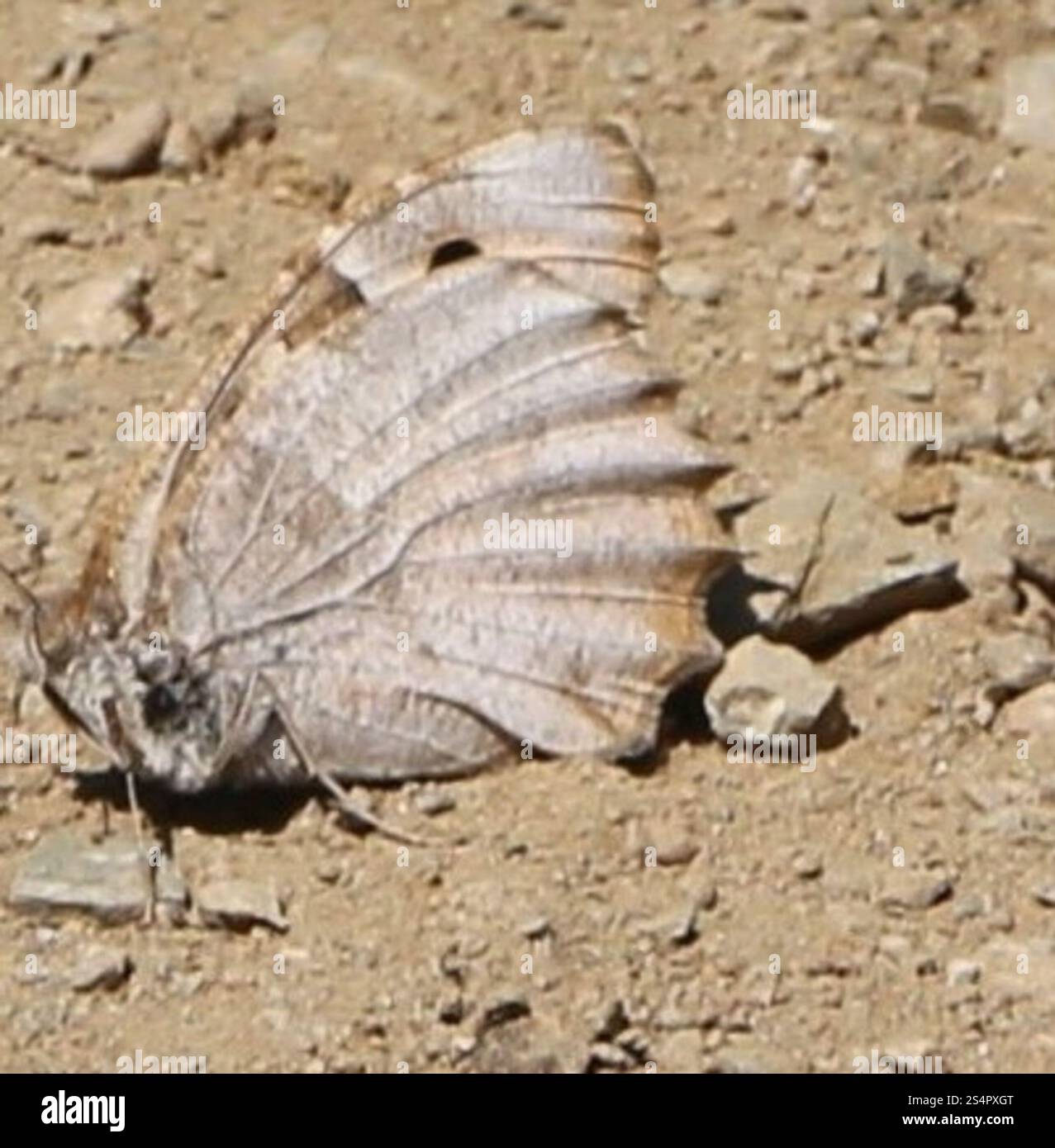 Tree Grayling (Hipparchia statilinus Stock Photo - Alamy
