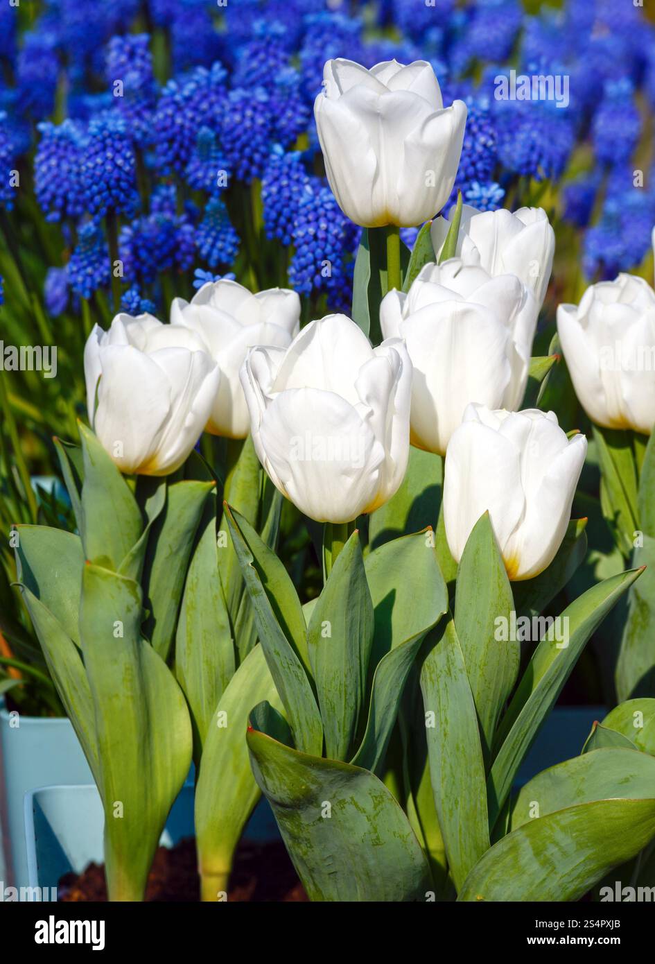 Beautiful white tulips in the spring time (macro) and blue flowers ...