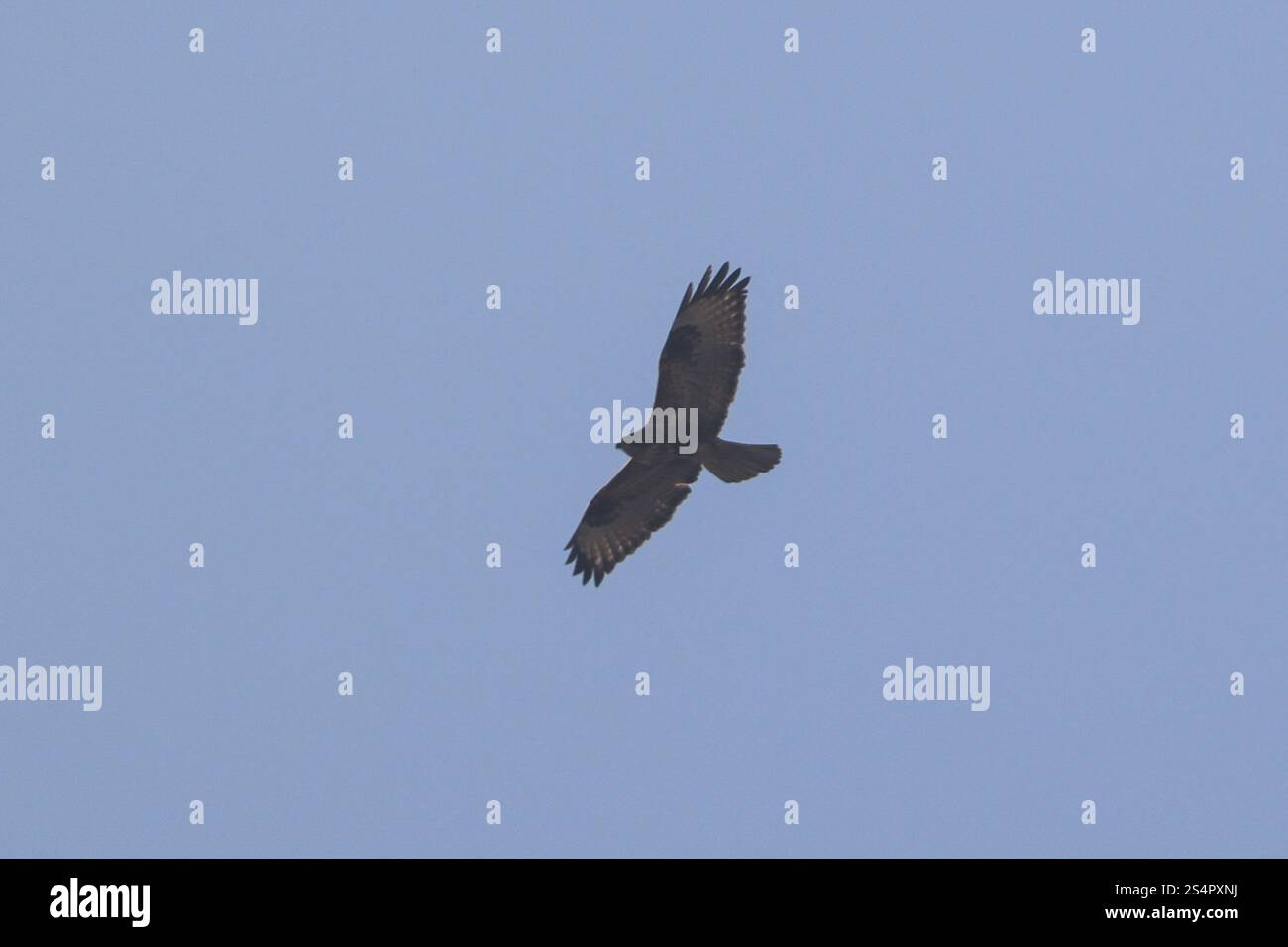 Himalayan Buzzard (Buteo refectus Stock Photo - Alamy