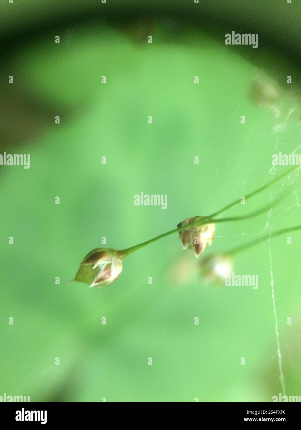 hairy woodrush (Luzula acuminata Stock Photo - Alamy