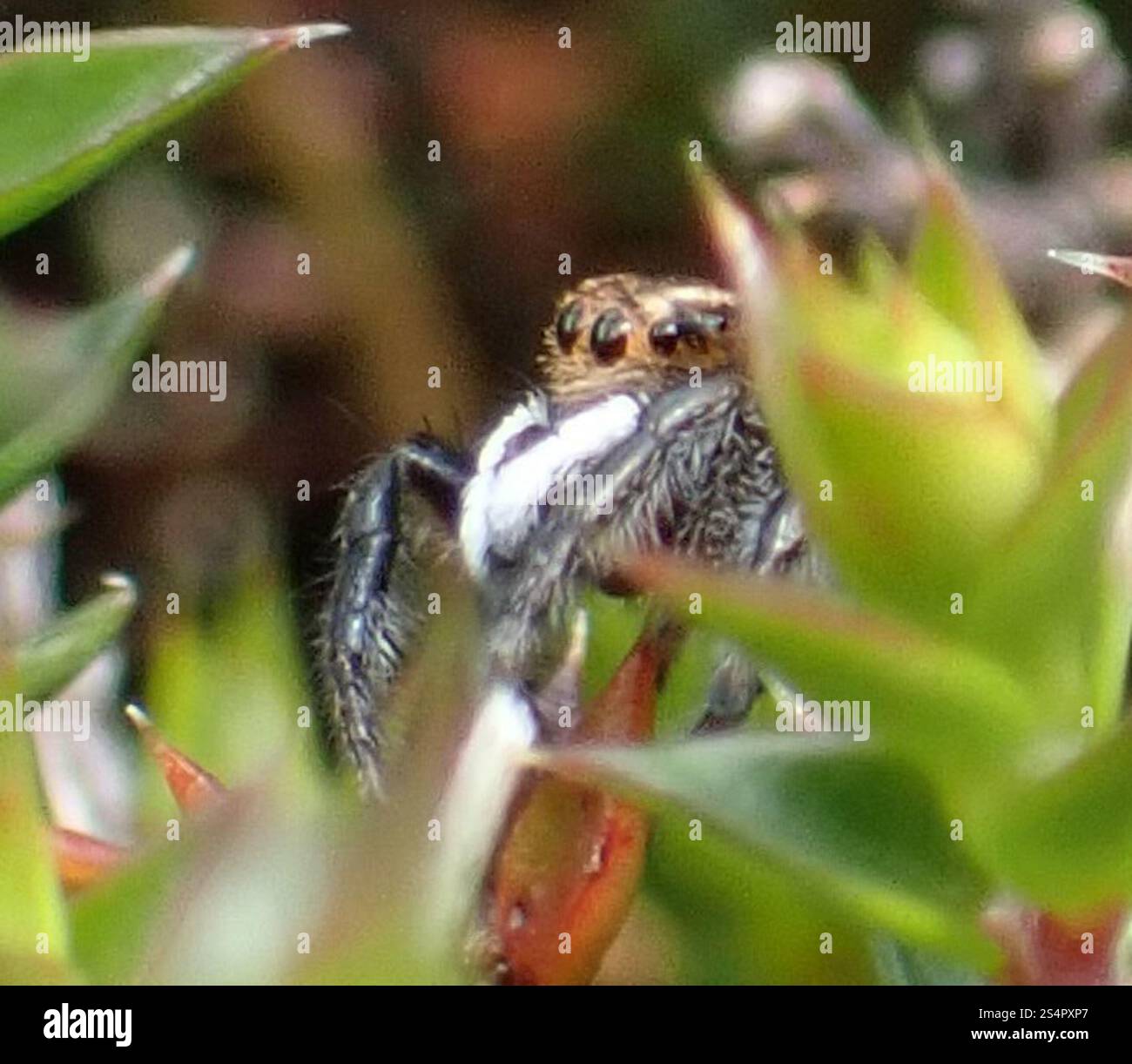 Jumping Spiders (Salticidae Stock Photo - Alamy