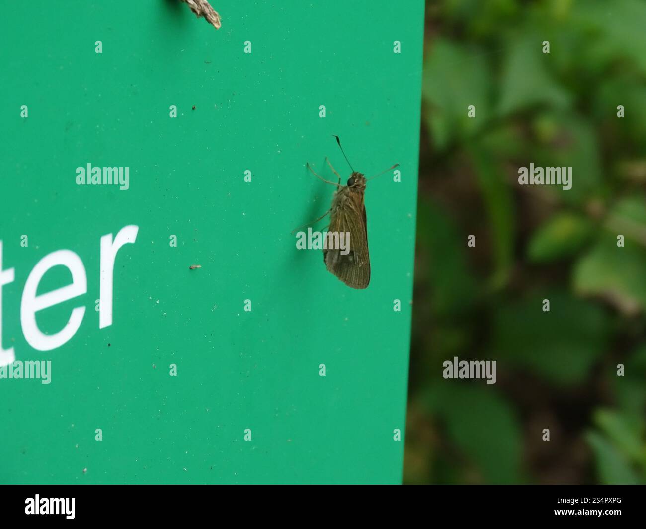 Three-spotted Skipper (Cymaenes tripunctus Stock Photo - Alamy