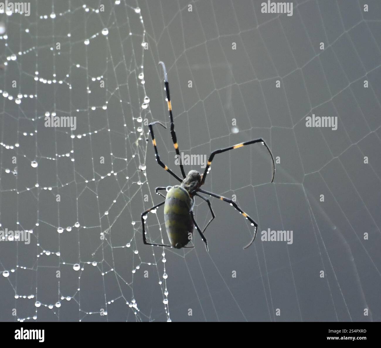 Joro Spider (Trichonephila clavata Stock Photo - Alamy