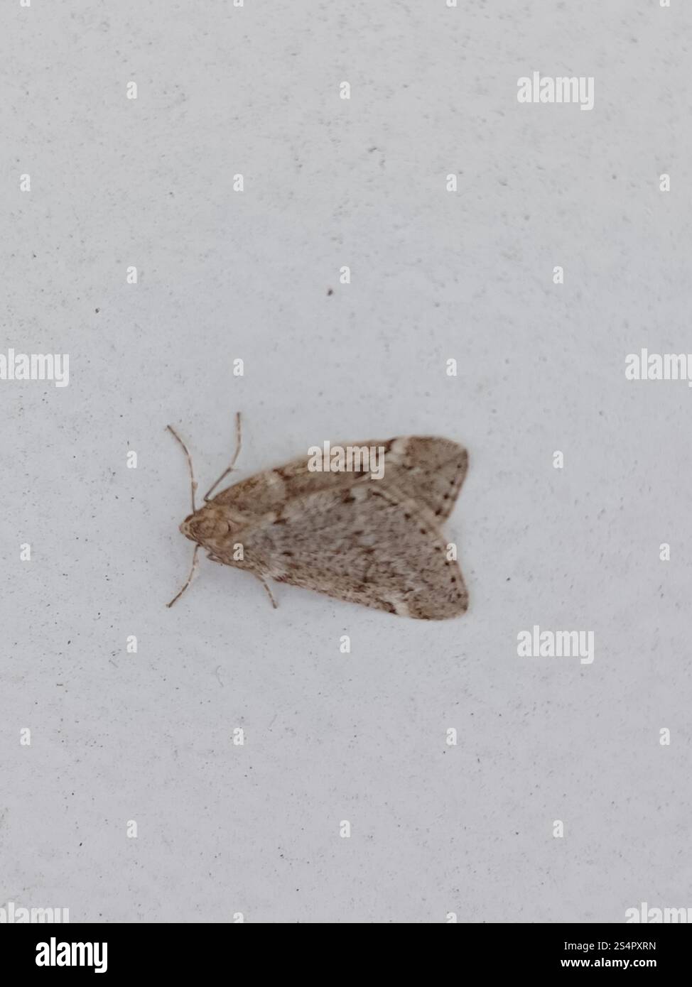 Fall Cankerworm Moth (Alsophila pometaria Stock Photo - Alamy