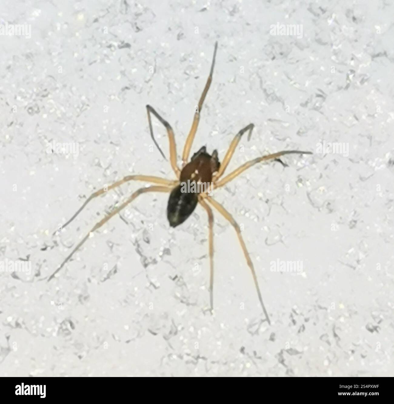 Sheetweb and Dwarf Weavers (Linyphiidae Stock Photo - Alamy