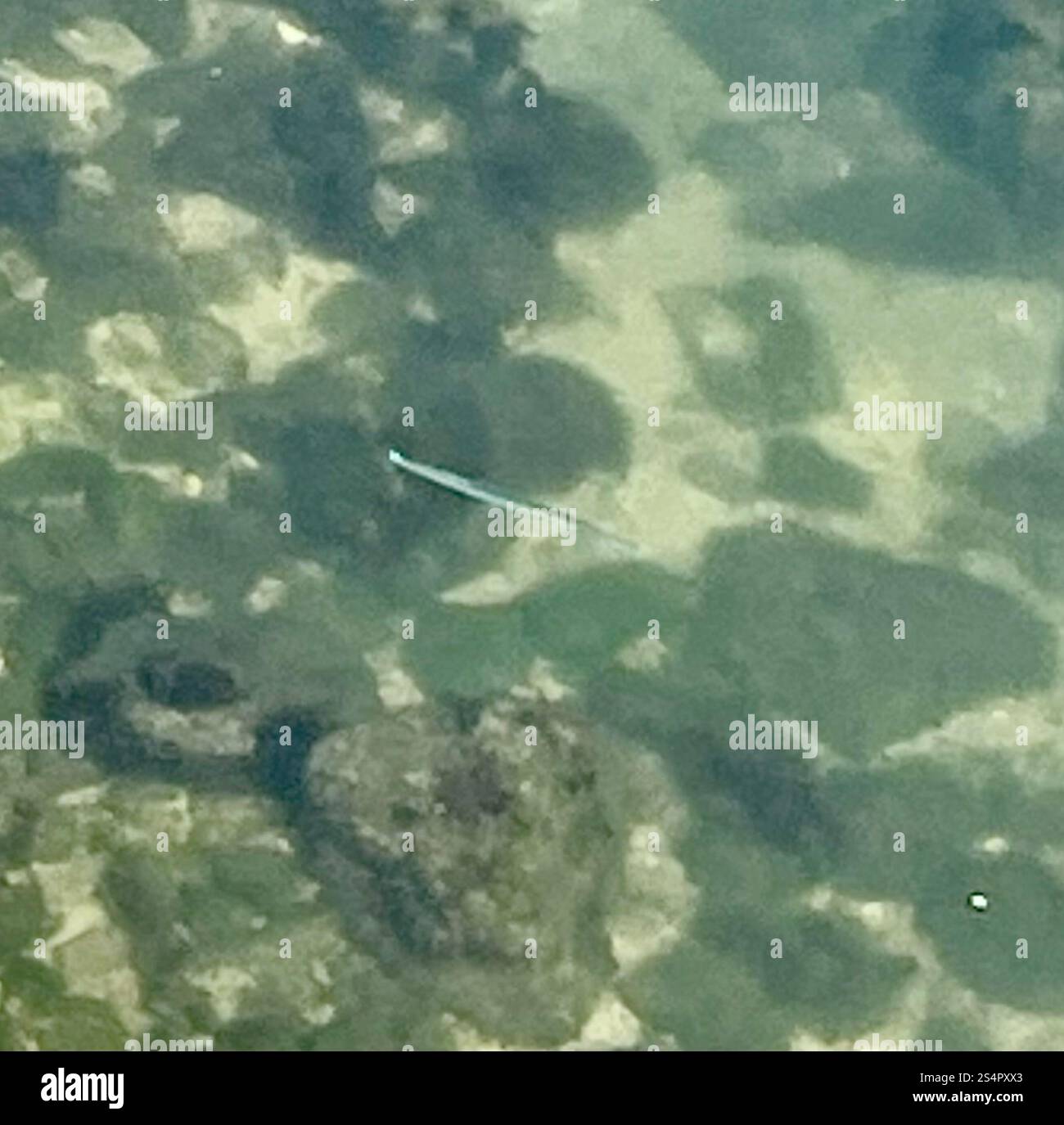 Houndfish (Tylosurus crocodilus Stock Photo - Alamy