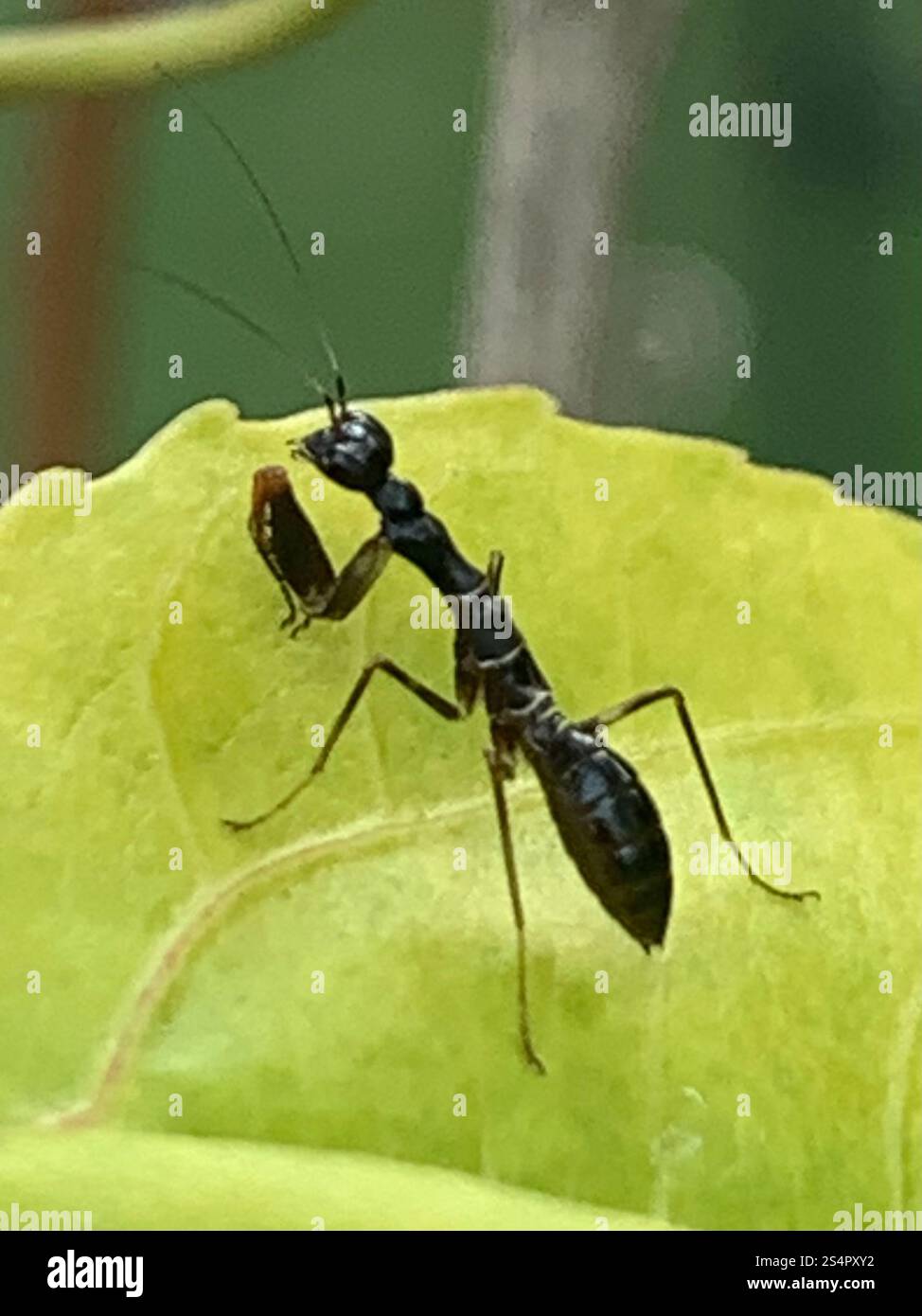 Asian Ant Mantis (Odontomantis planiceps Stock Photo - Alamy