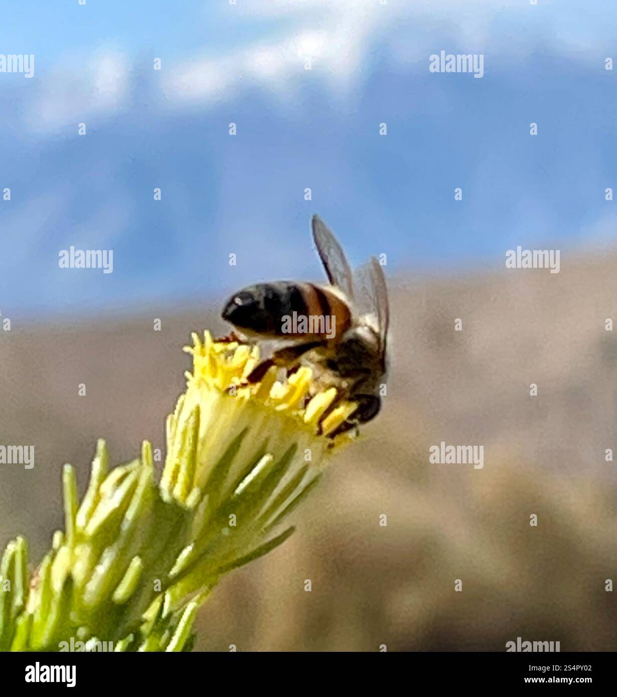 Western Honey Bee (Apis mellifera Stock Photo - Alamy